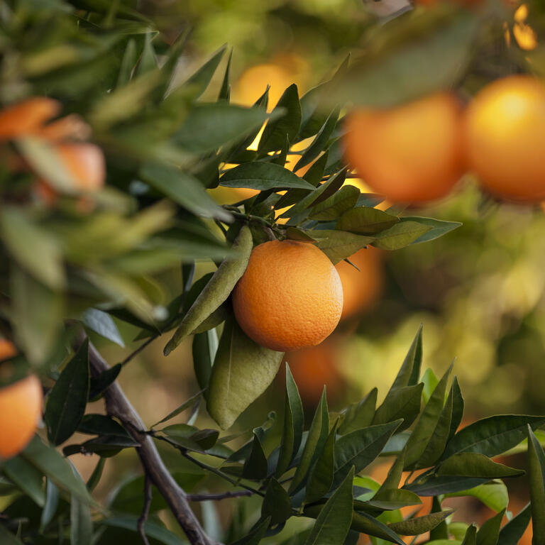 Alico: Investing In Citrus (NASDAQ:ALCO) | Seeking Alpha