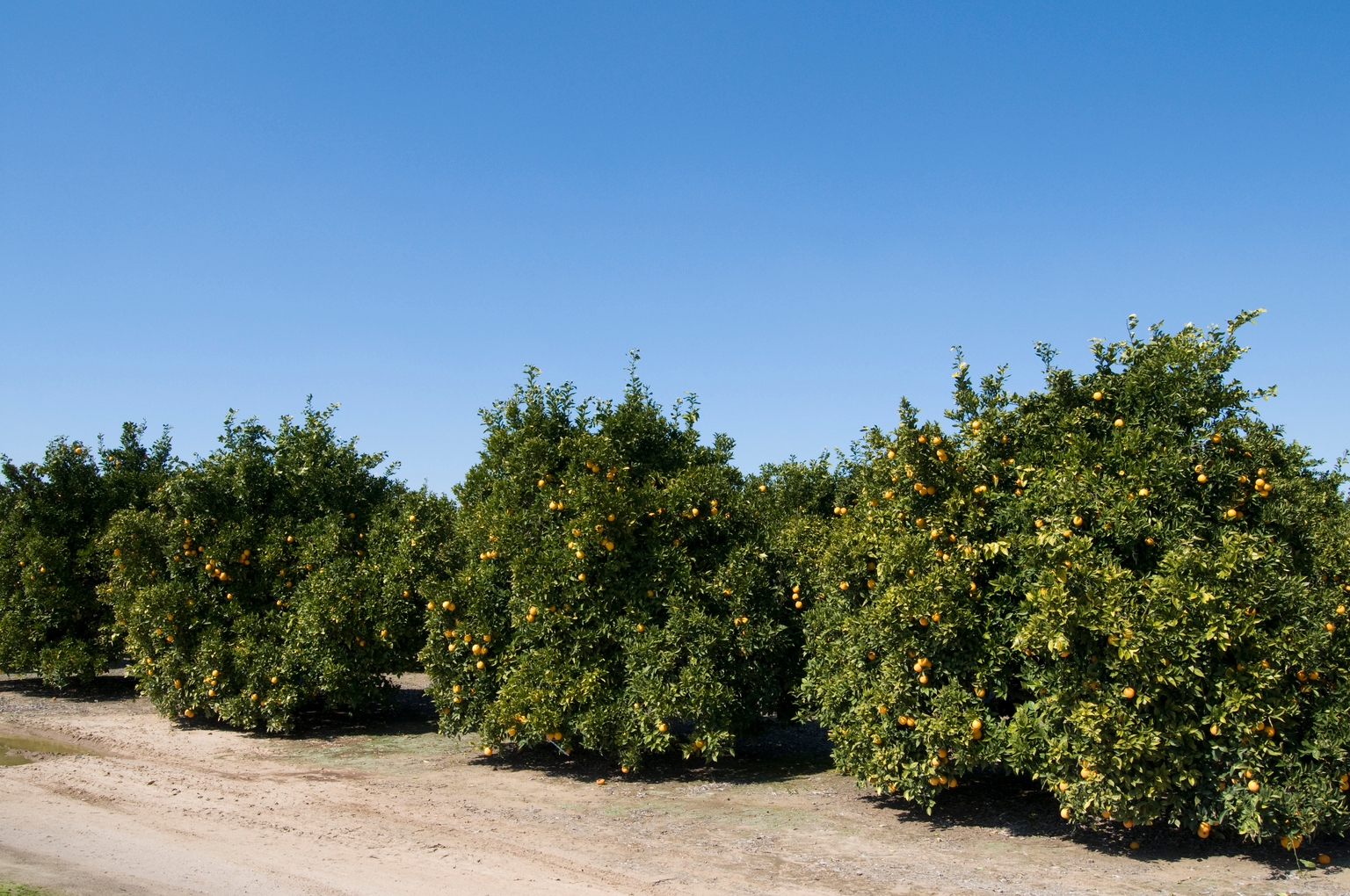 Alico Stock: A Post Hurricane Buying Opportunity May Be Presenting Itself (NASDAQ:ALCO ...