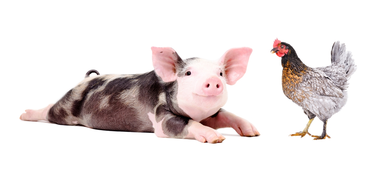 WH Group Ltd ADR: Where Pigs Make Money | Seeking Alpha
