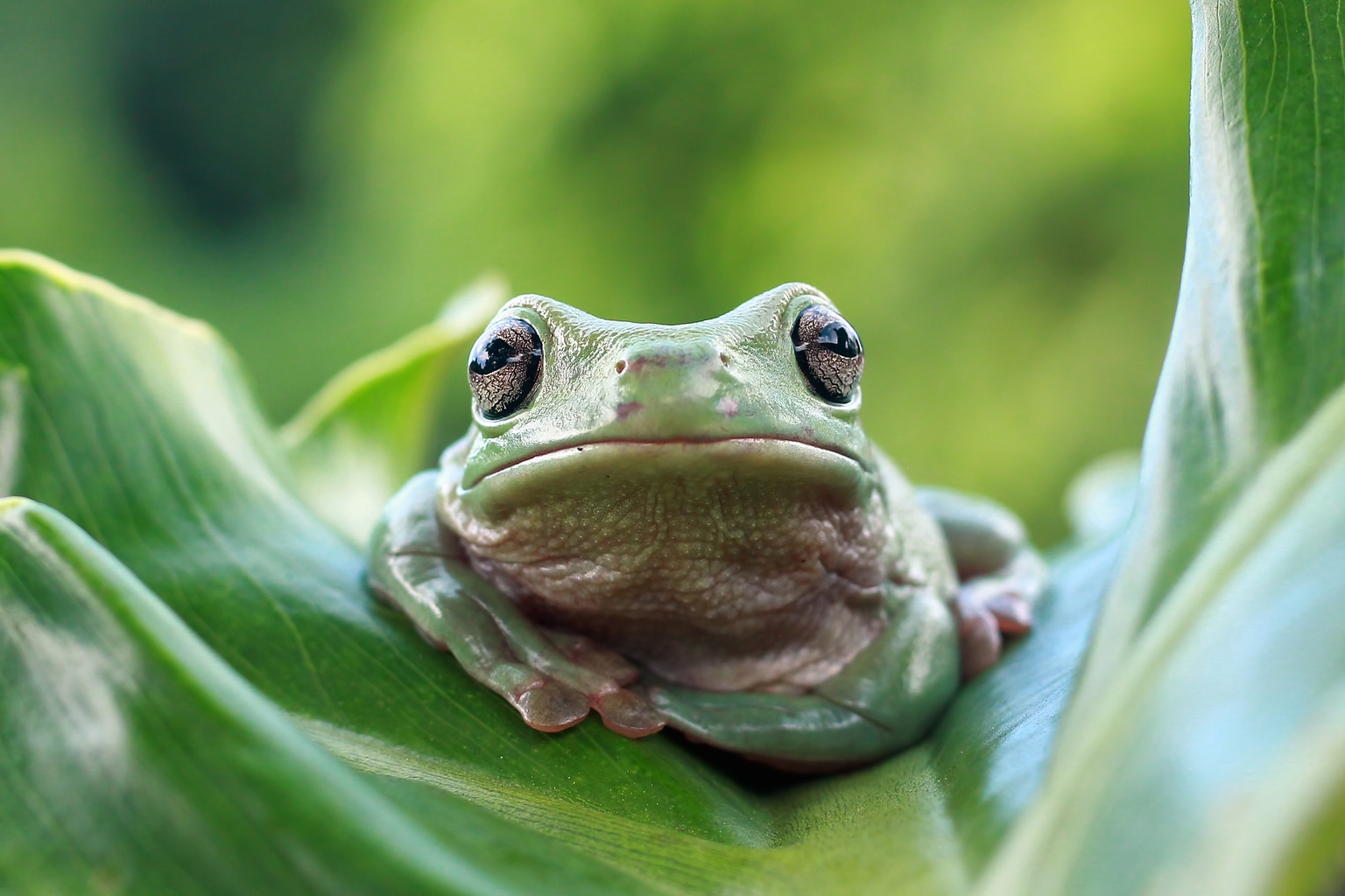 JFrog (FROG) Stock Getting Prettier | Seeking Alpha