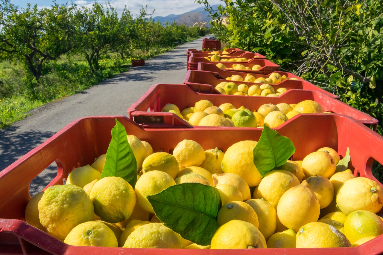 Limoneira stock jumps 10% after the bell on $99M sale of northern ...