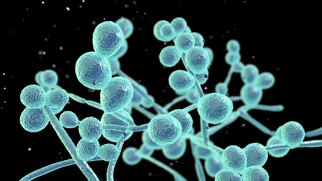 T2 Biosystems affirms plans to add Candida Auris fungus detection to ...