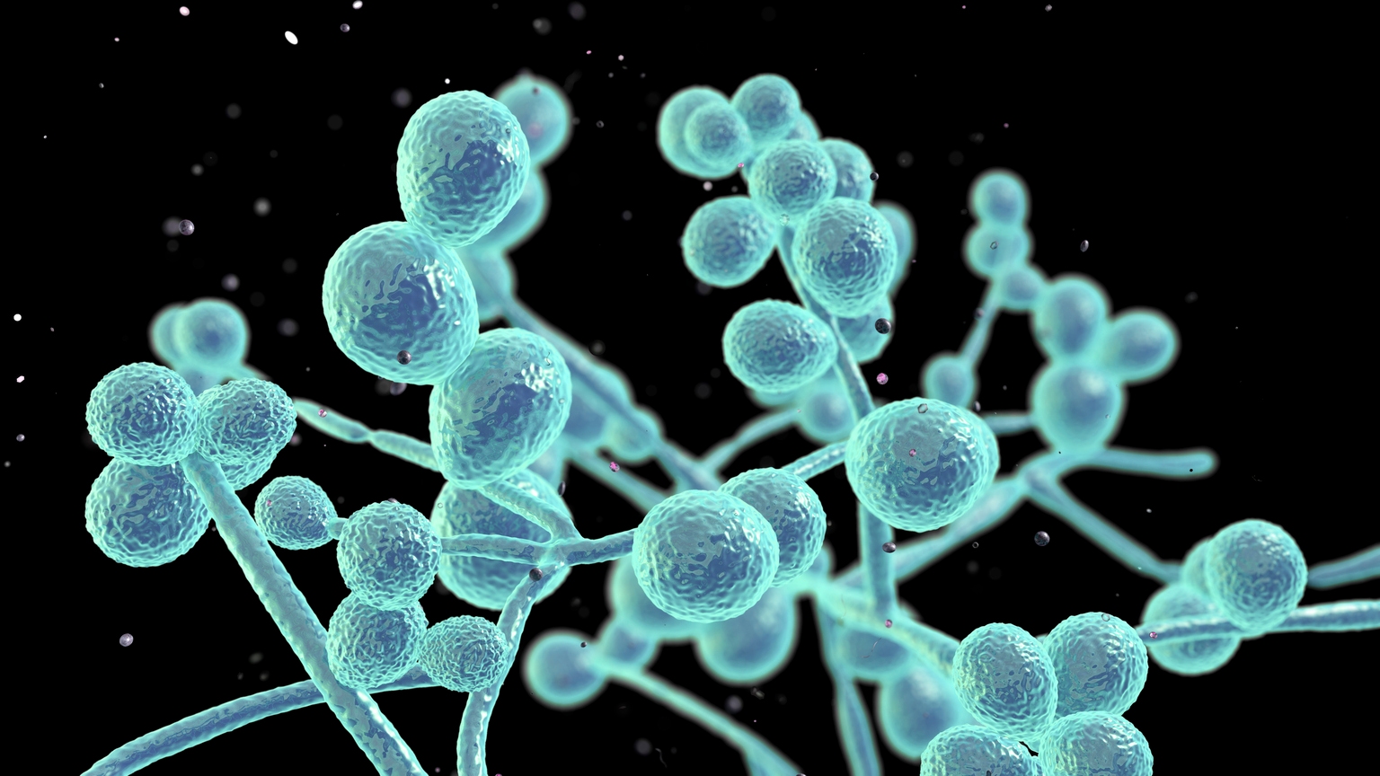 T2 Biosystems affirms plans to add Candida Auris fungus detection to ...