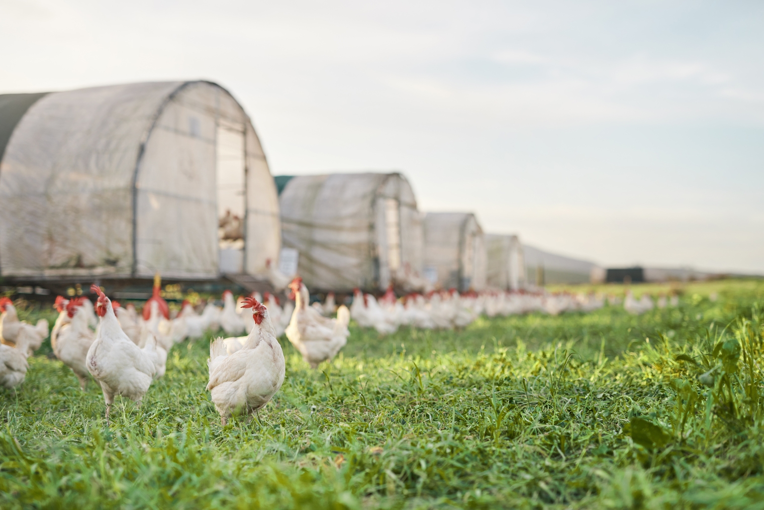 Pilgrim's Pride: Broiler Chickens, Hidden Potential And Stable Demand ...