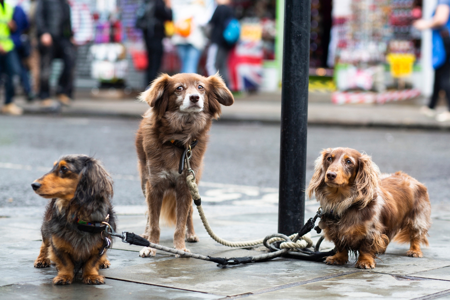 Buy 3 July Dogs Of The Dow, Watch 6 | Seeking Alpha