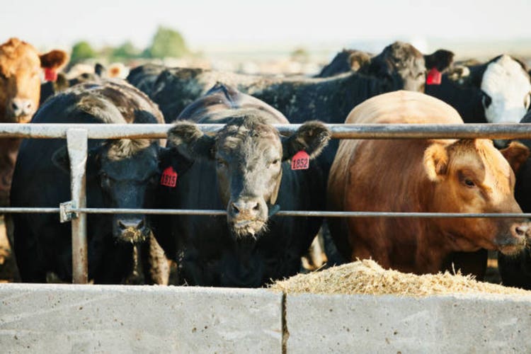 China halts licenses for U.S. beef exporters shortly after renewing ...