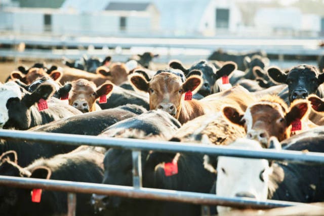Trump administration delays plan to ease beef tariffs - report ...