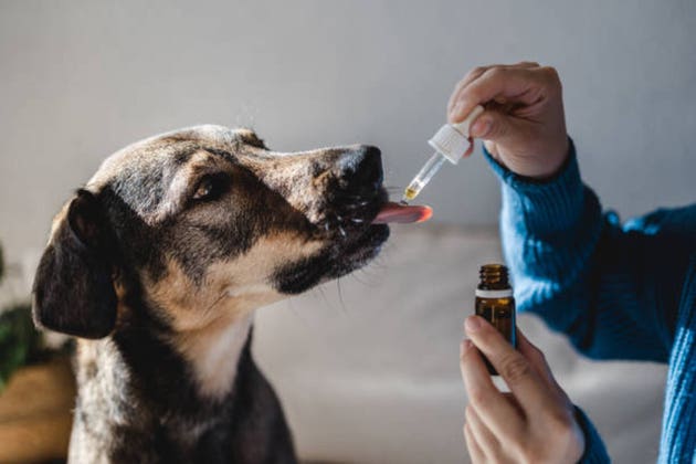PetMed FQ4 profit misses outlook, dismisses acquisition offers (PETS ...