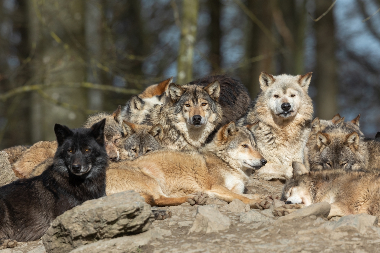 Werewolf Therapeutics: A Clinical Stage Biotech On The Hunt For Results ...