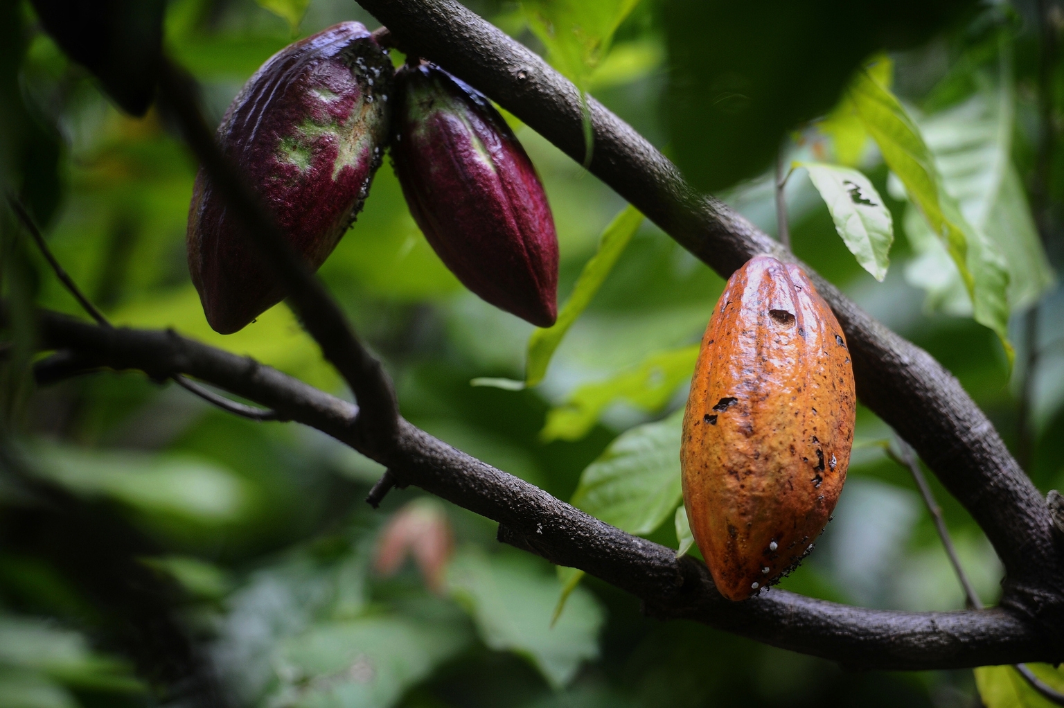 DBA: Well Positioned To Benefit From The Cocoa Shortage | Seeking Alpha