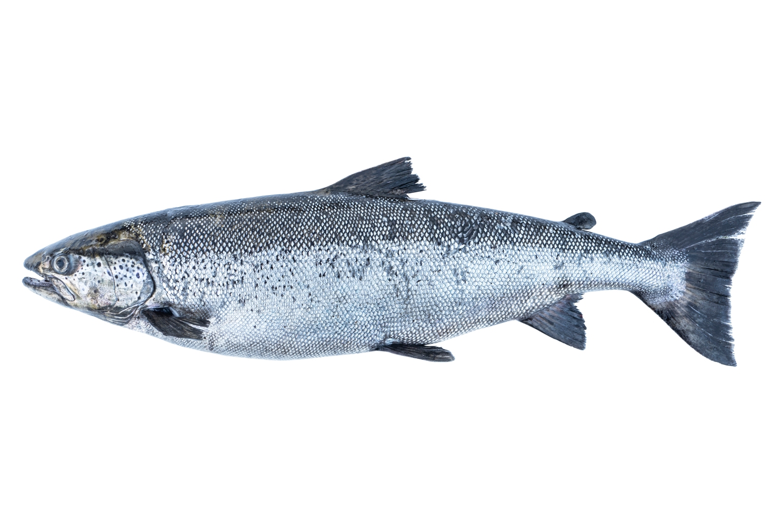 Grieg Seafood Is A Marginal Salmon Farmer With A Quality-Type Valuation ...