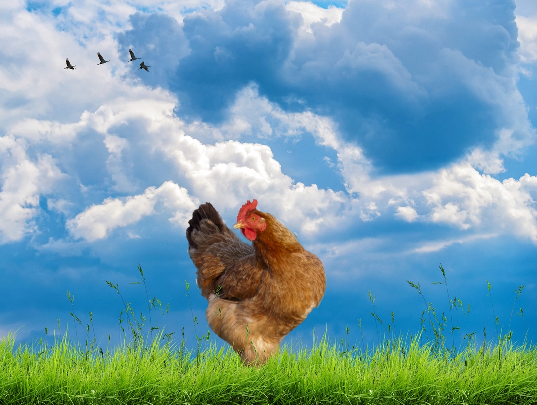 No, Chicken Little, The Sky Is Not Falling | Seeking Alpha