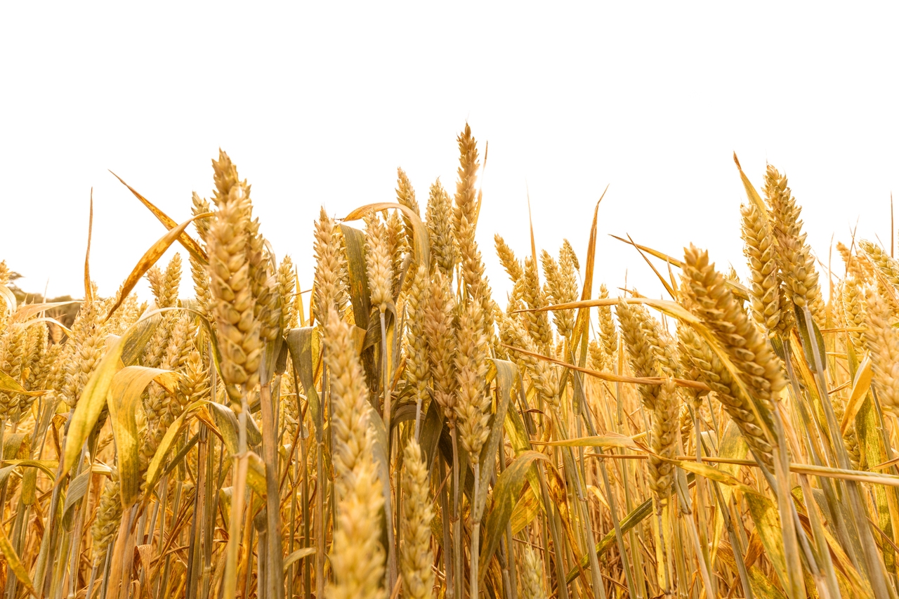 WEAT: A Critical Sentiment Barometer Is Very Bullish (NYSEARCA:WEAT ...