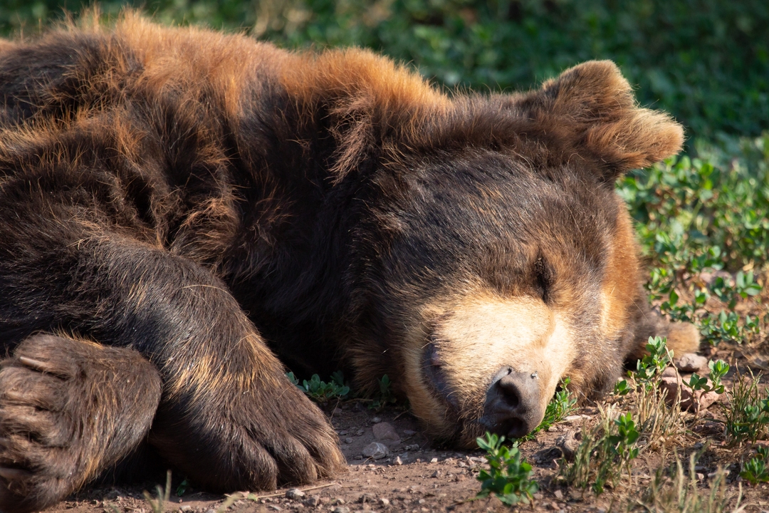 Sentiment Speaks: Are Bears Just Taking A Break? | Seeking Alpha