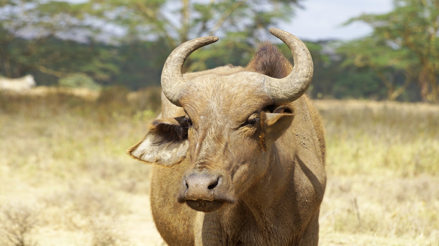 I Am A Lonely Bull, Which Is The Way I Like It | Seeking Alpha