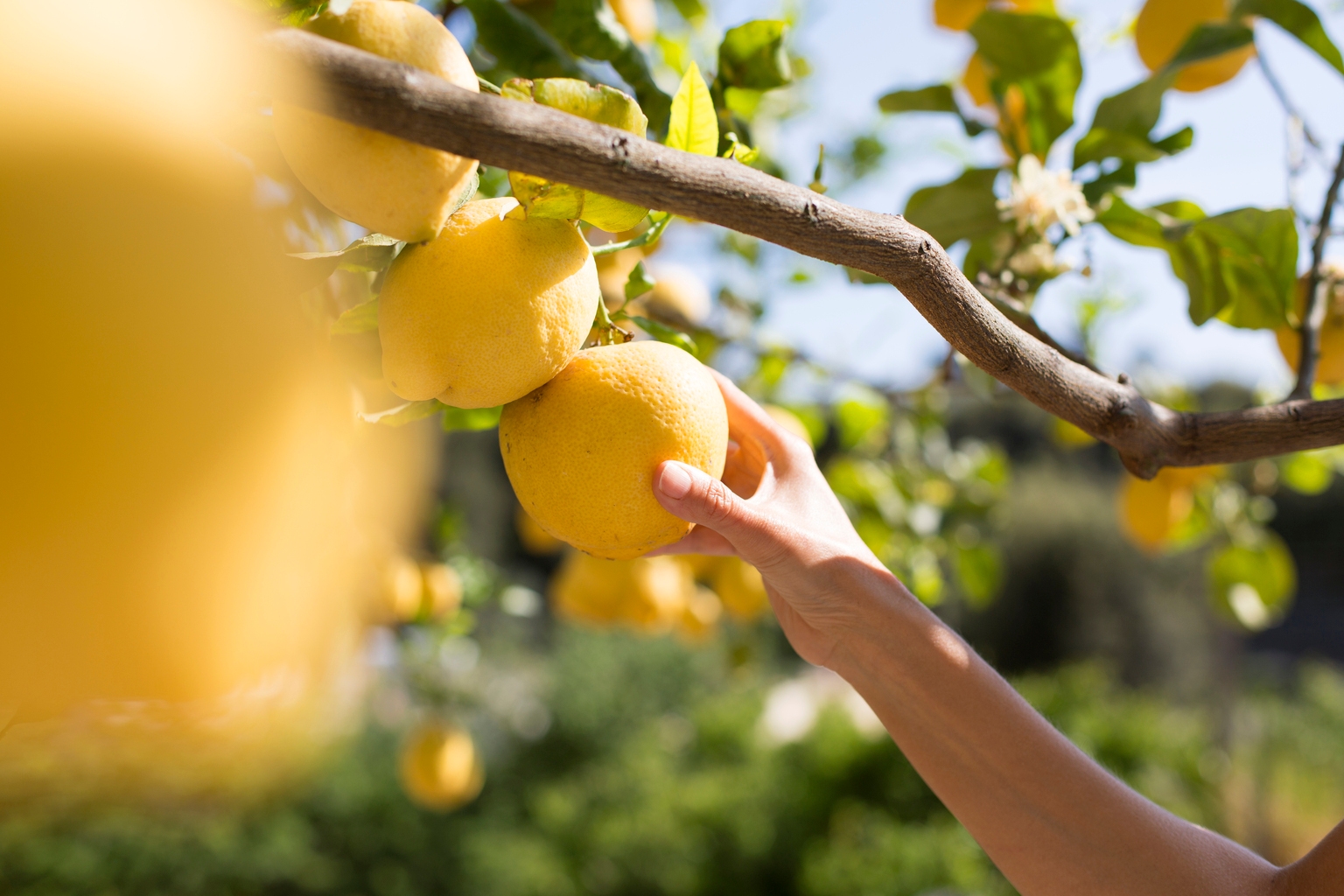 Limoneira: Hidden Land Value Is Real, But The Cash Flow Bridge Is Still ...
