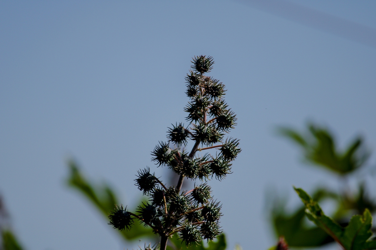 Soligenix, SERB Pharma team up to develop therapy for ricin poisoning ...