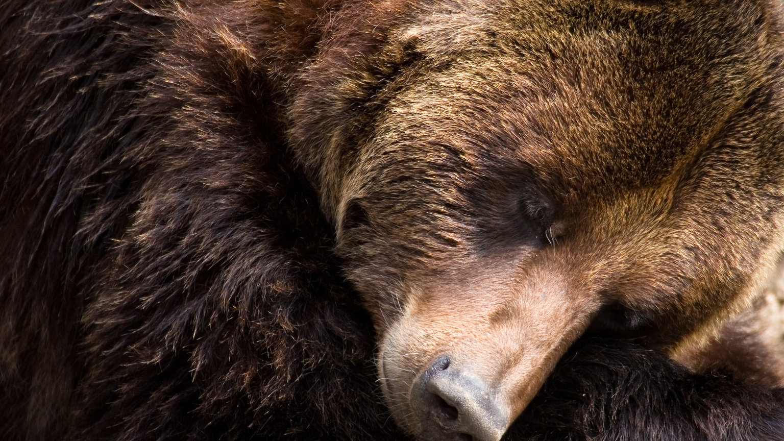 Livy Bear Photography