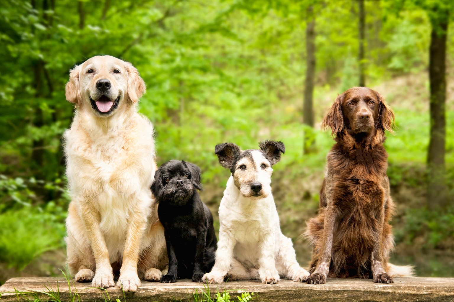 4 Ideal March Buys From 49 “Safer” Dividends In 100 Barron’s ...