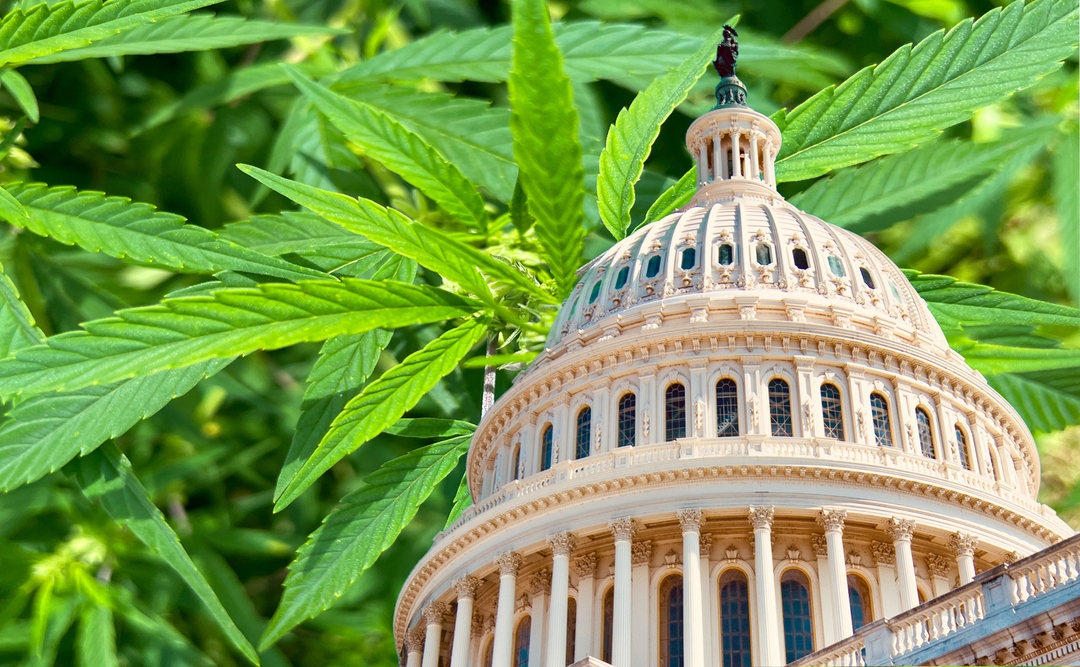 Cannabis MSOs rise amid renewed hope for federal marijuana legalization ...