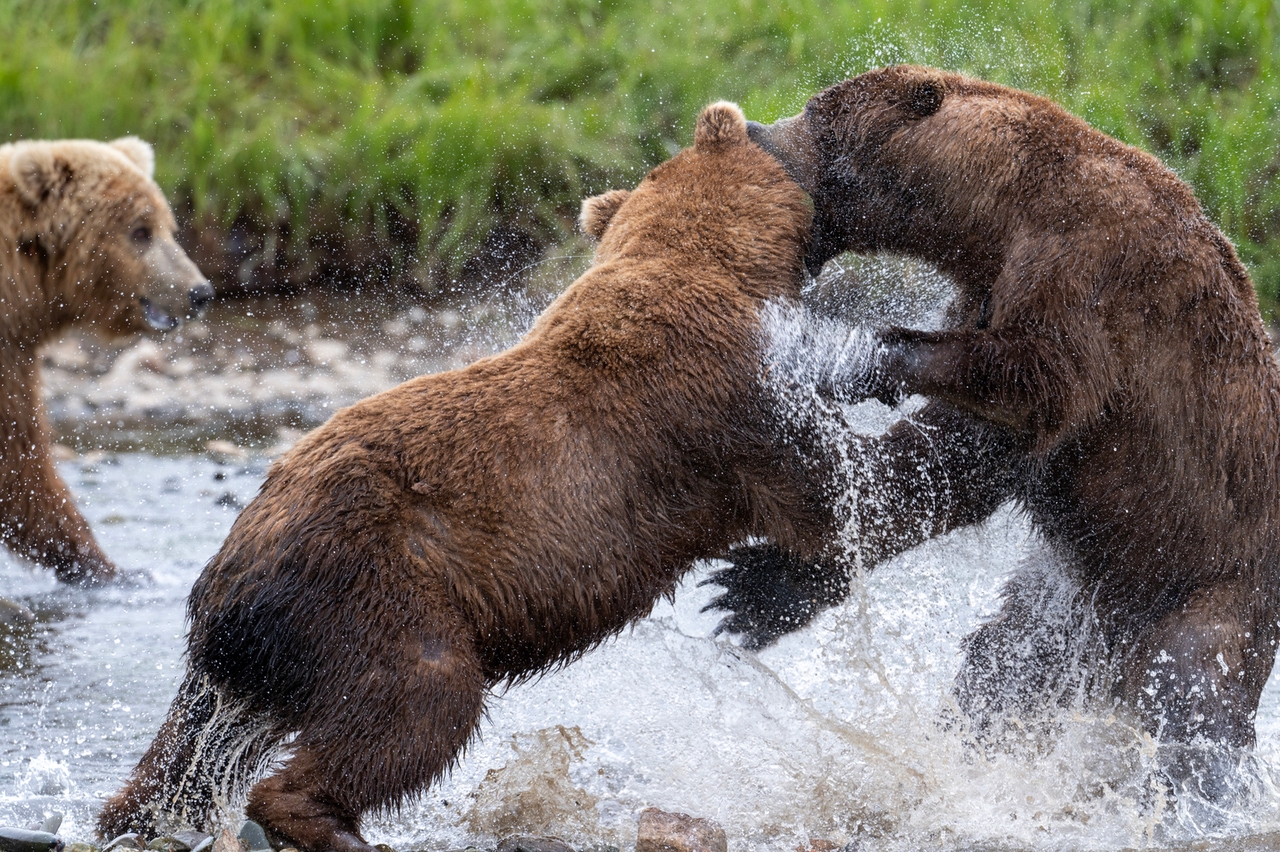 Rates Plunge, REITs Rip, Bears Attack | Seeking Alpha