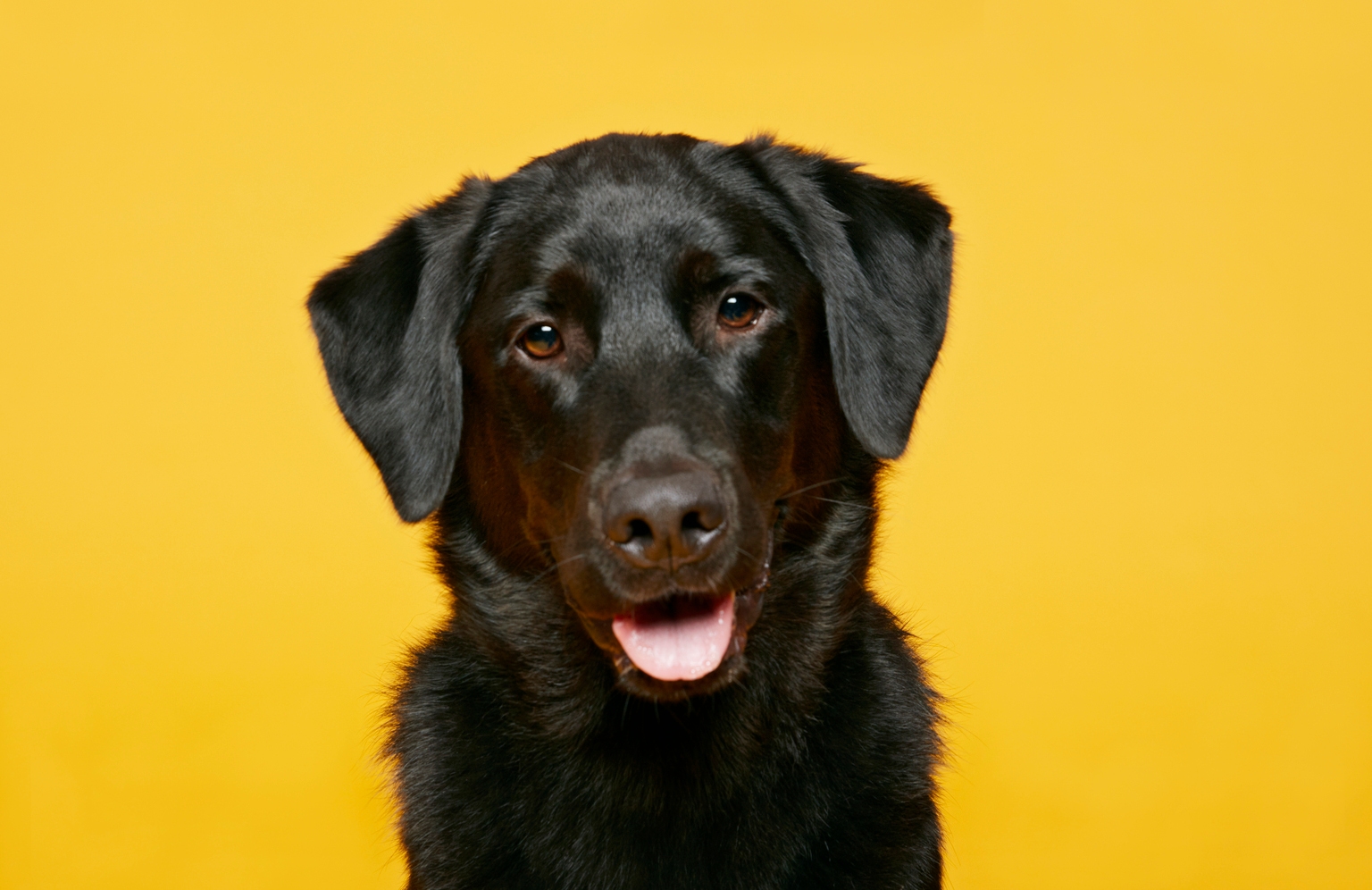 SDOG: The Mean Reversion Play (NYSEARCA:SDOG) | Seeking Alpha