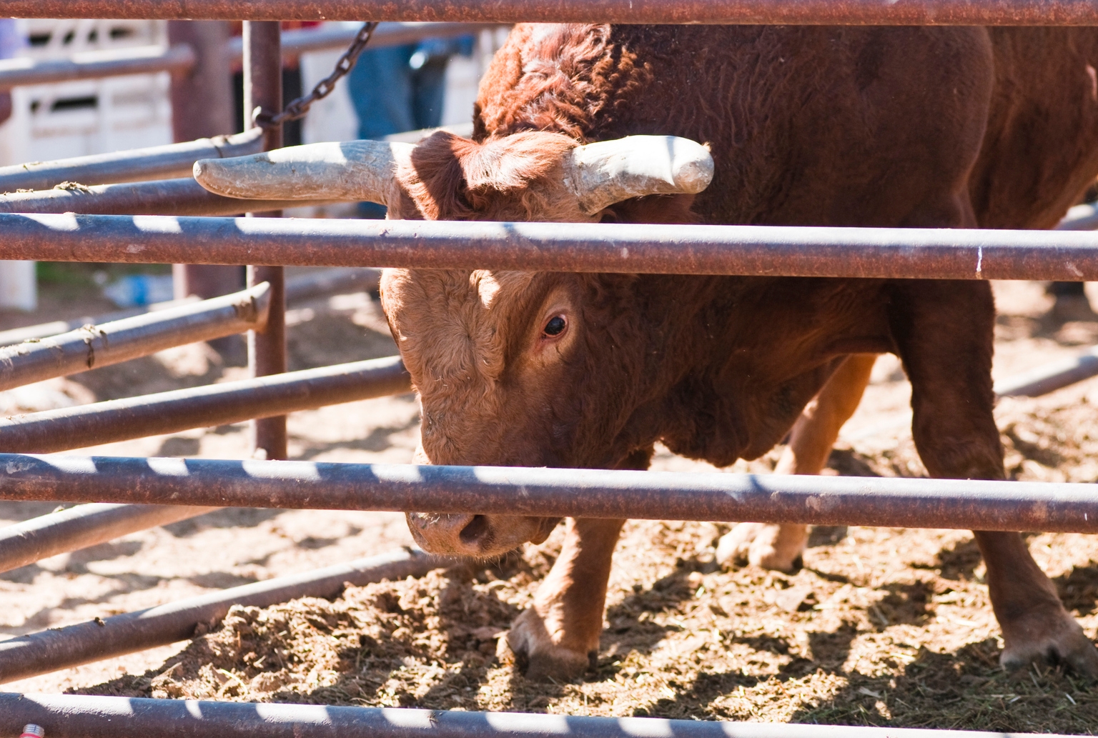 The Bulls Are Trapped With Nowhere Left To Run | Seeking Alpha