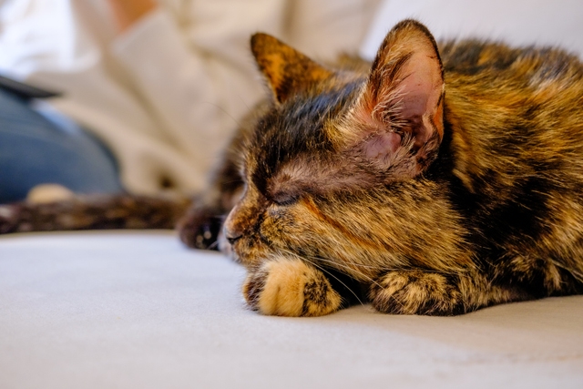 Elanco cat anemia drug wins FDA approval (NYSE:ELAN) | Seeking Alpha