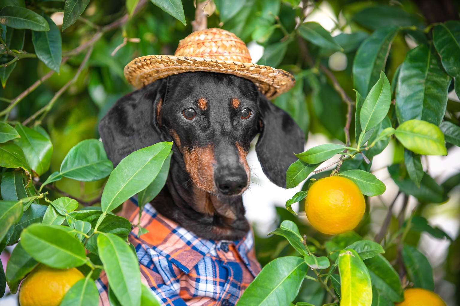 NVDY: Fighting Gravity For Income (NYSEARCA:NVDY) | Seeking Alpha