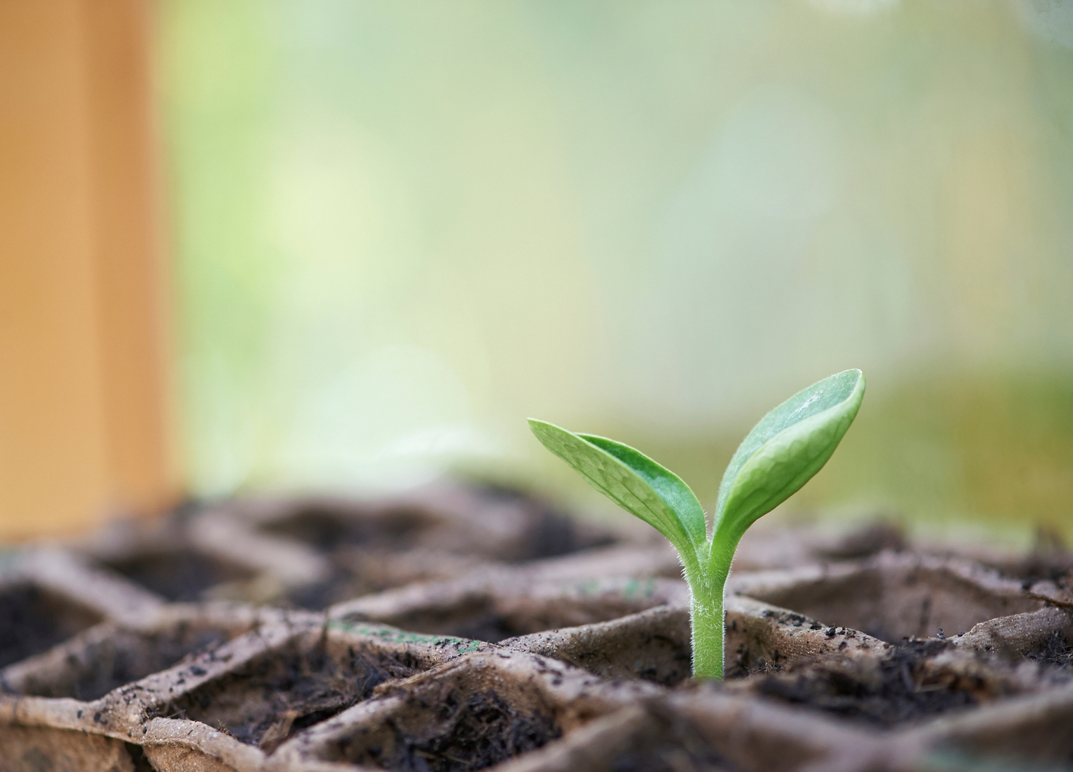 Celcuity Inc: A Die To Be Cast Before July 2026 (NASDAQ: CELC ...