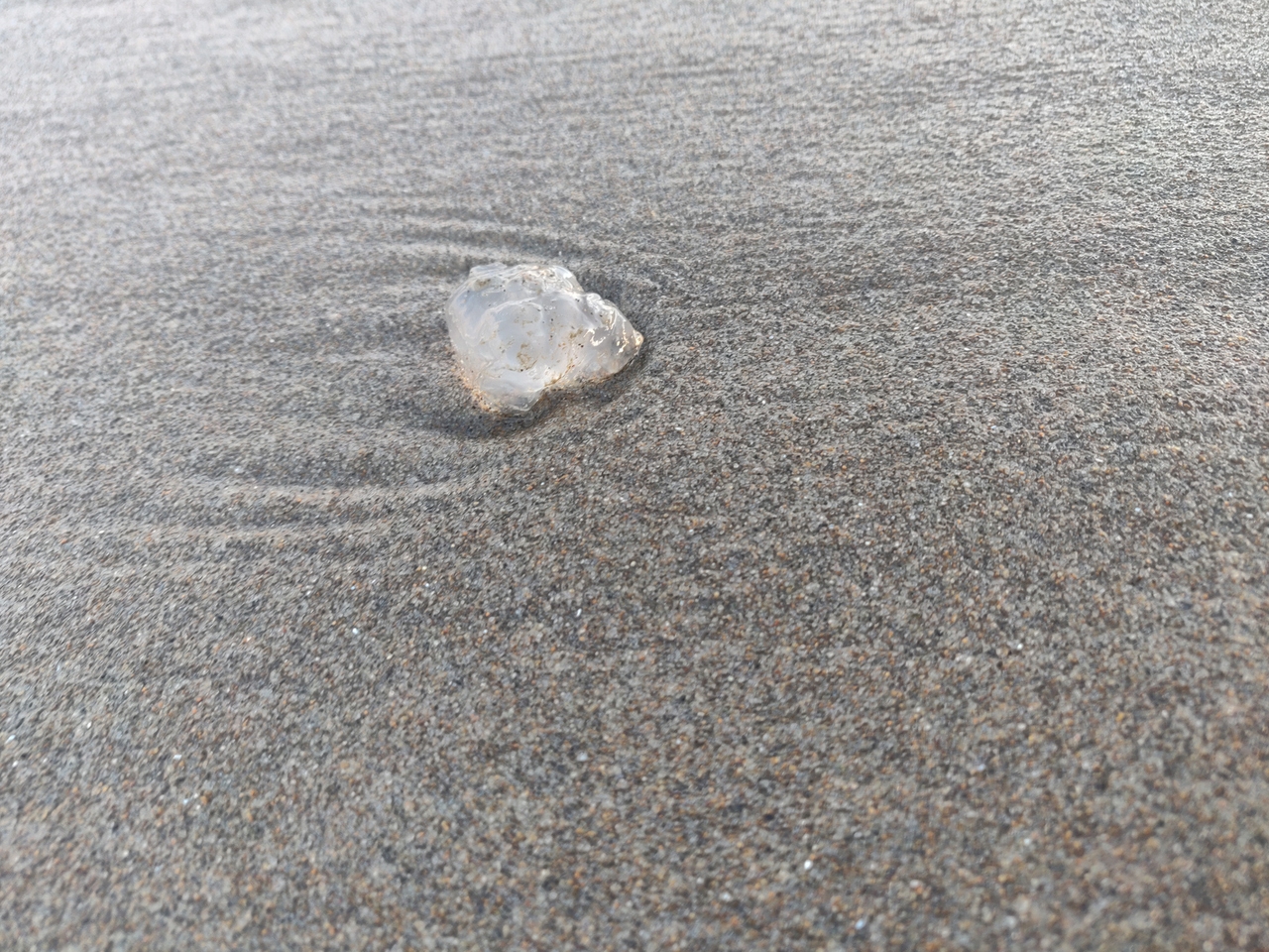 IGM Biosciences Stock: New Approach To Antibodies; Not A Value Right ...