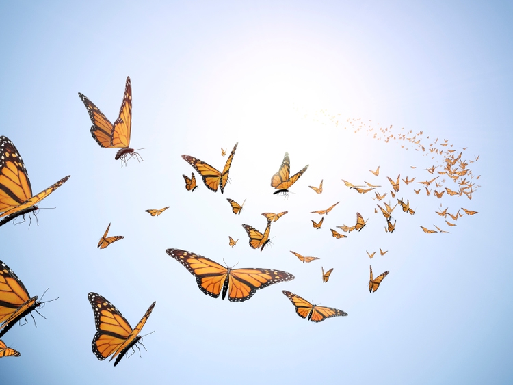 Butterfly Network Up 19 On 2x Higher Than Normal Volume NYSE BFLY butterfly-network-up-19-on-2x-higher-than-normal-volume-nyse-bfly