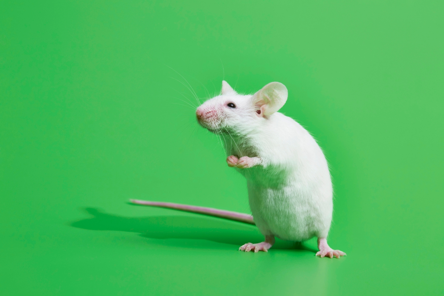 Elanco Animal Health: Innovation-Led Growth Model Plus Credible ...