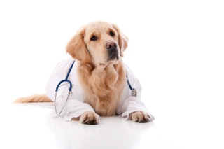 PetMed Express: Why (And Why Not) The Rebound Could Continue (NASDAQ ...