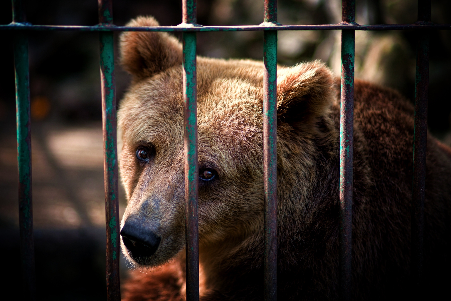 Don't Be Swayed By Disgruntled Bears | Seeking Alpha