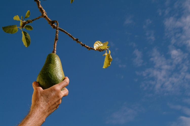 Limoneira: Fiscal 2025 Looks Light, But A Great Long-Term Investment ...