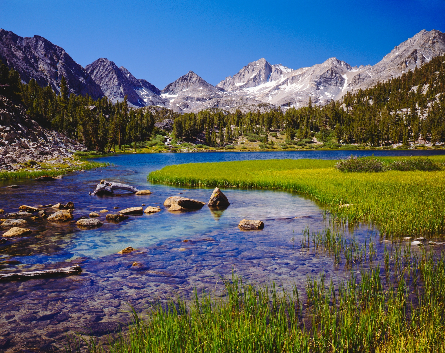 BioVie (BIVI) Panax Ginseng, And The Treatment Of Moderate Alzheimer's ...