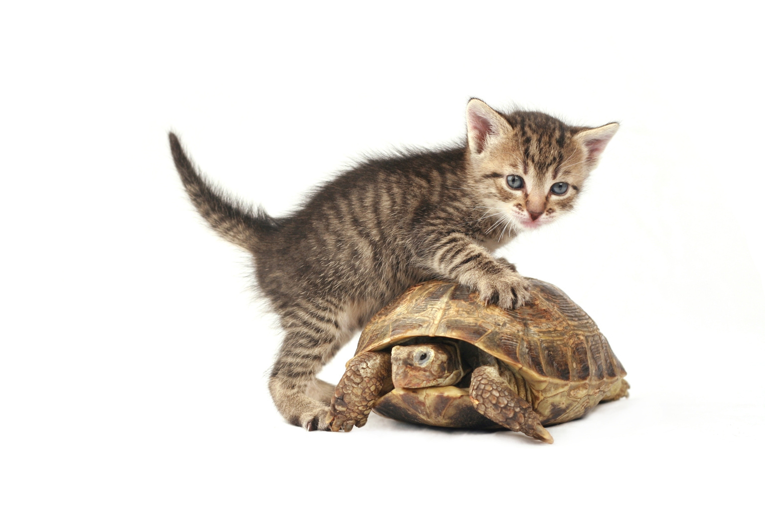 Portfolio Review: The Cat, The Tortoise And Me | Seeking Alpha