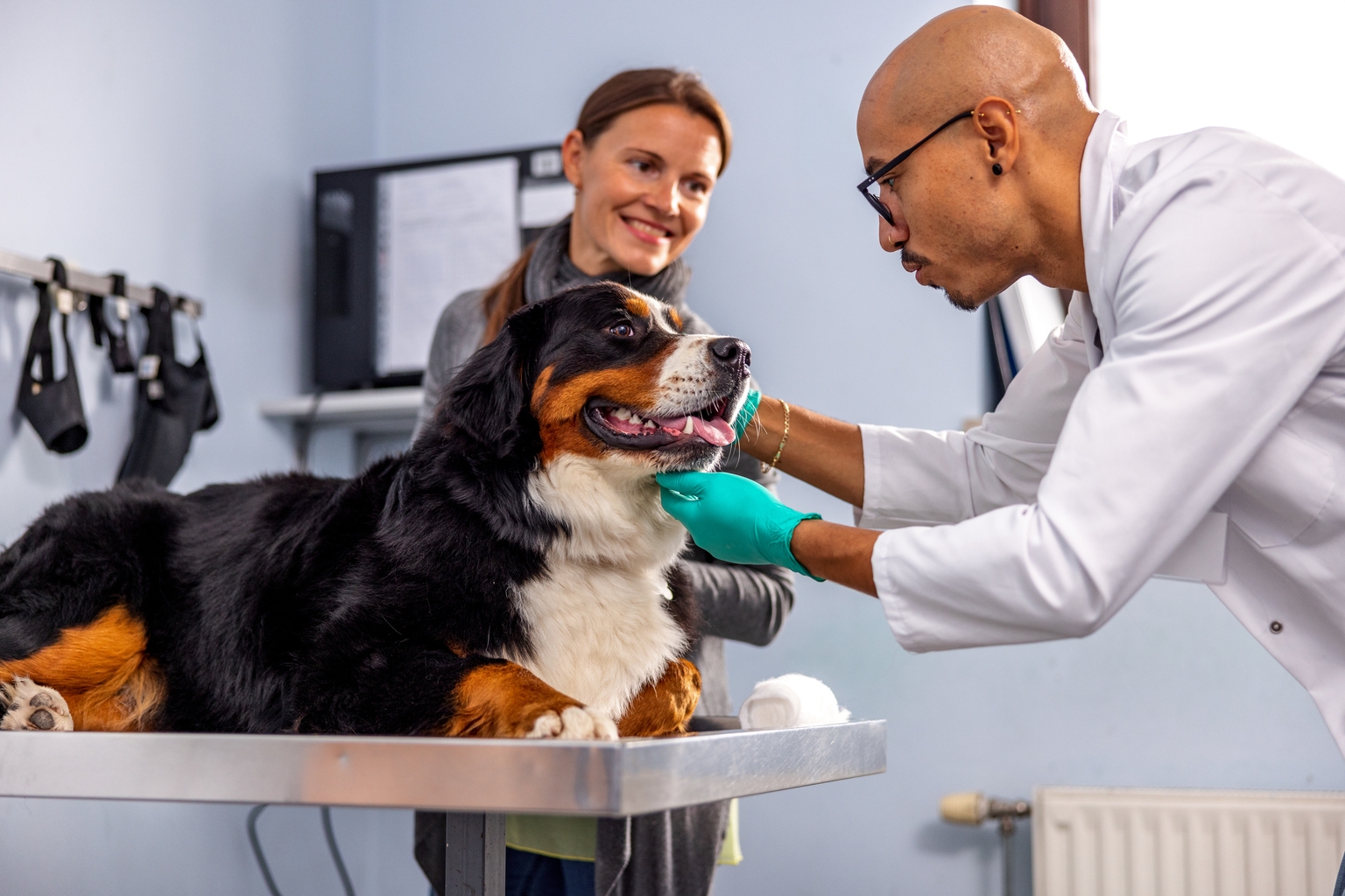Potential Opportunities In Pet Healthcare Stocks | Seeking Alpha