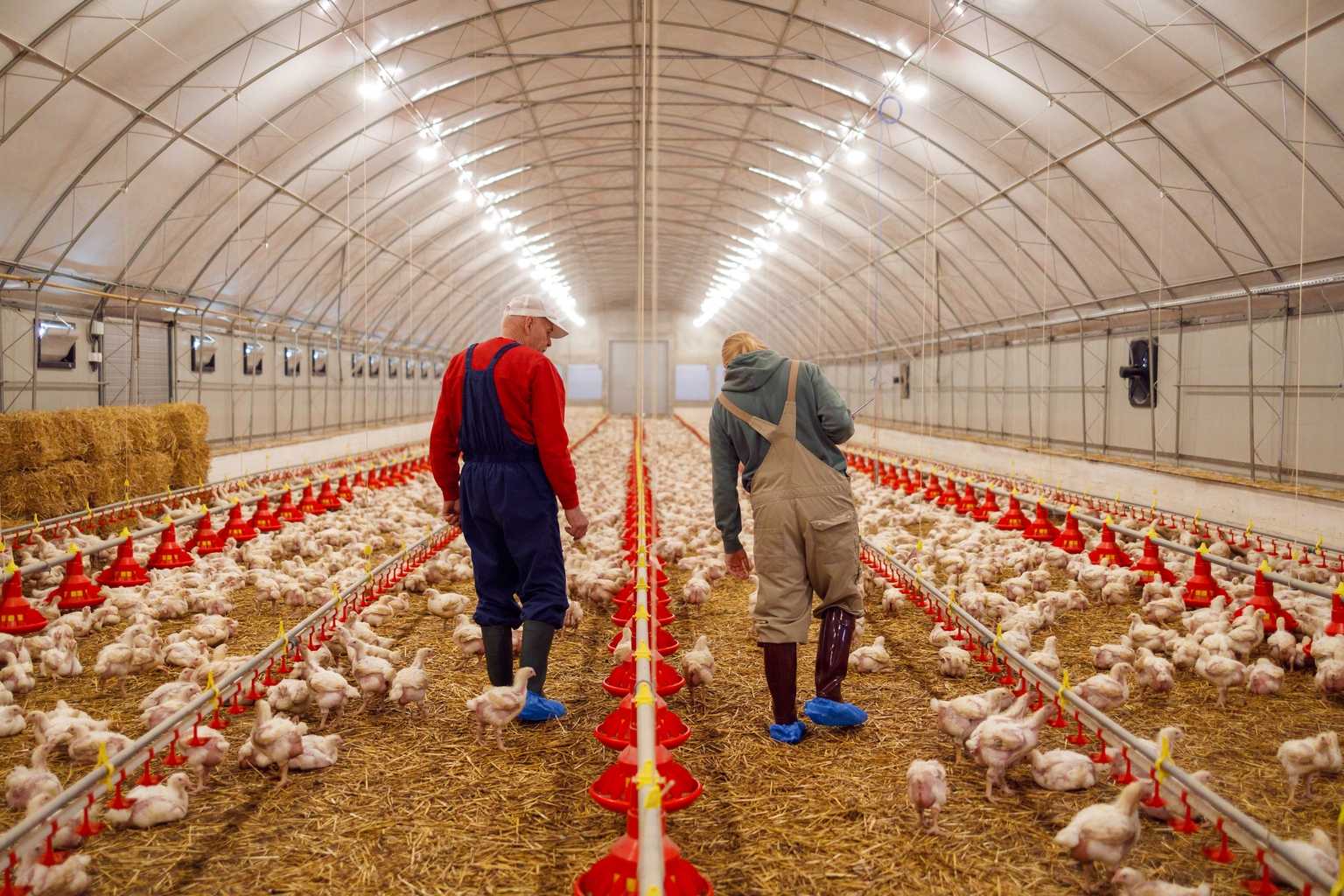 Pilgrim’s Pride Path: Cash, Chicken And Resilience (NASDAQ:PPC ...