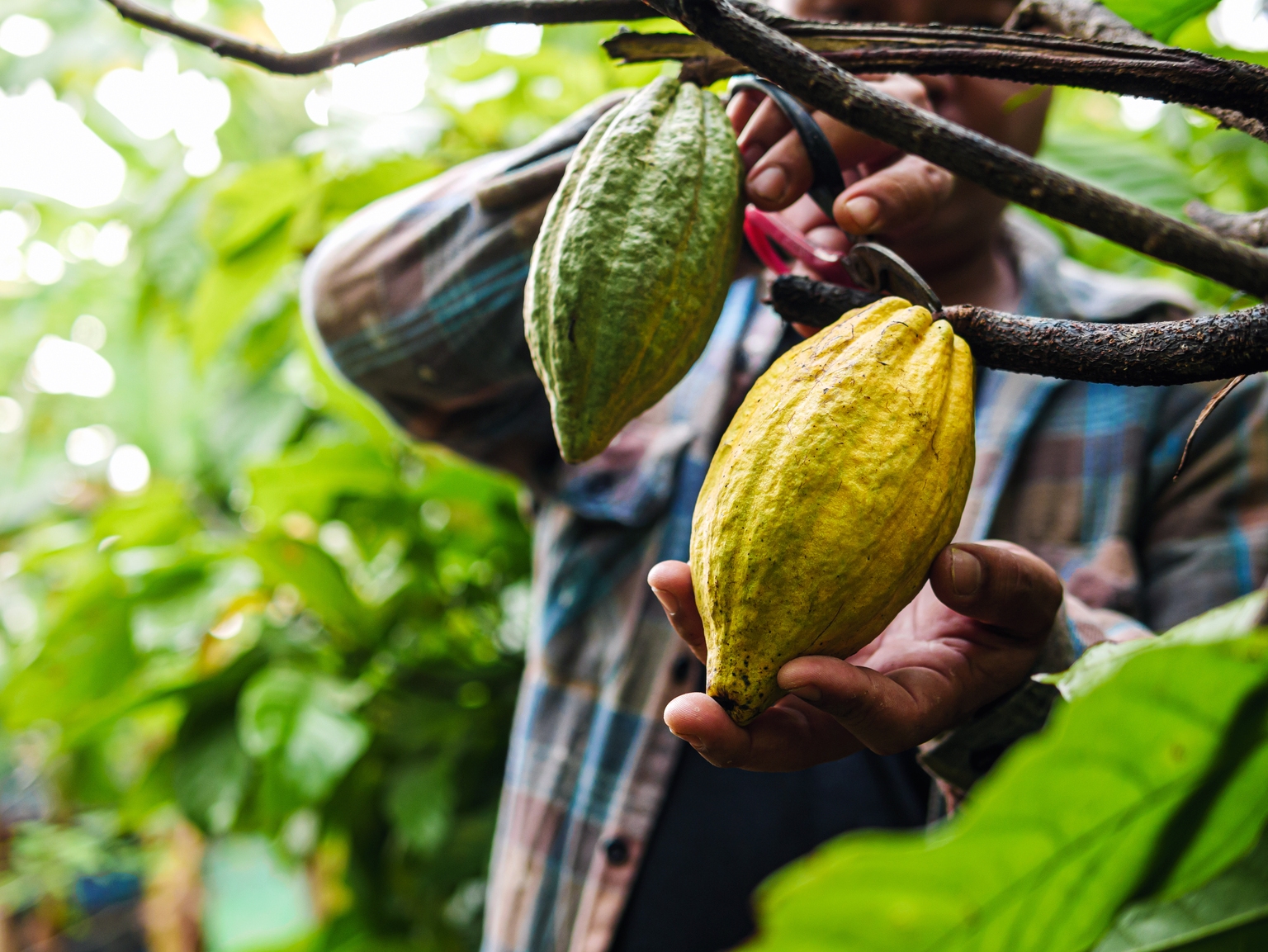 Cocoa Prices Under Pressure Amid Supply Glut (Commodity:CC1:COM ...