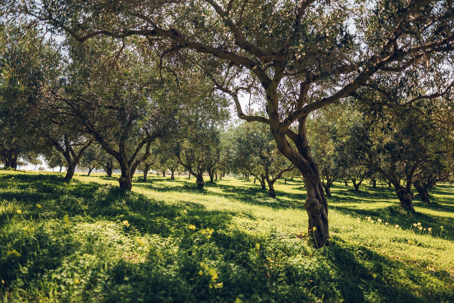 Plant High-Yield Income Trees For Decades Of Wealth | Seeking Alpha