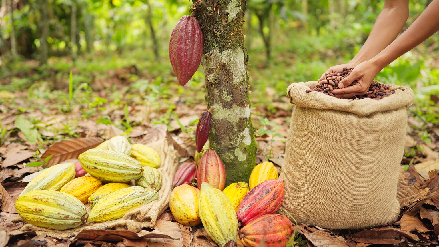 The Cocoa Bubble Popped And DBA Moved On…Yet I Am Buying | Seeking Alpha