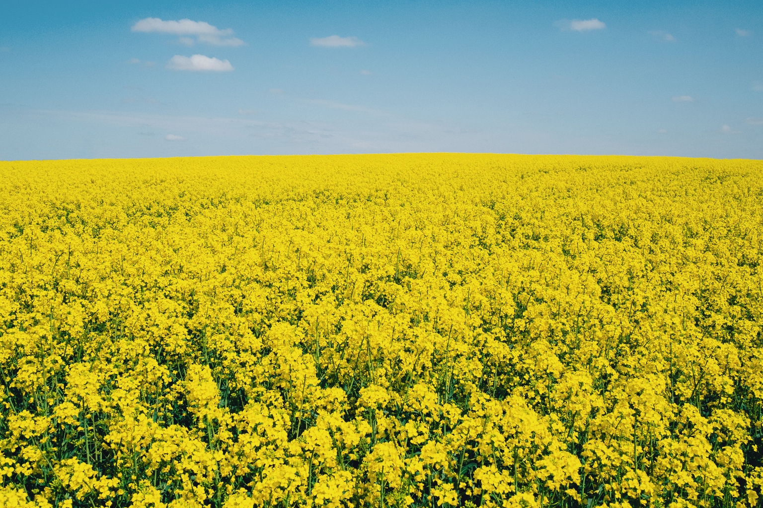 Cibus' Agri-Bio Gamble - Technology Is Promising, Cash Is Limited ...