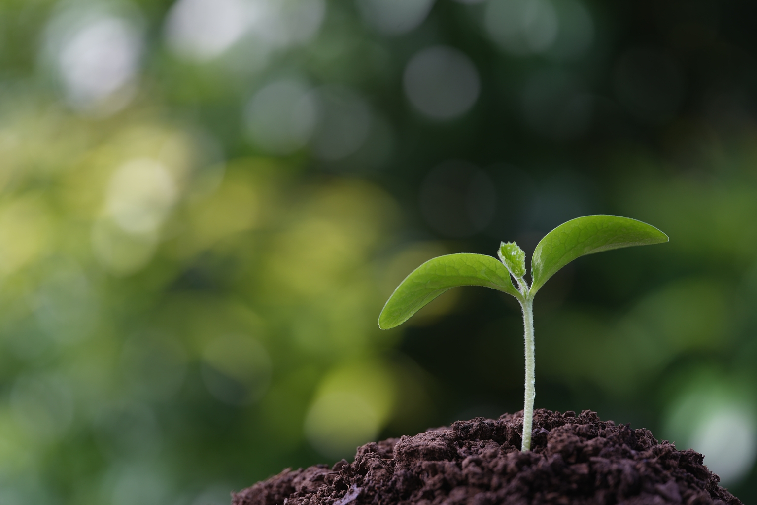Sprout Social: Record Q1, AI Fears Are Overdone (NASDAQ:SPT) | Seeking ...