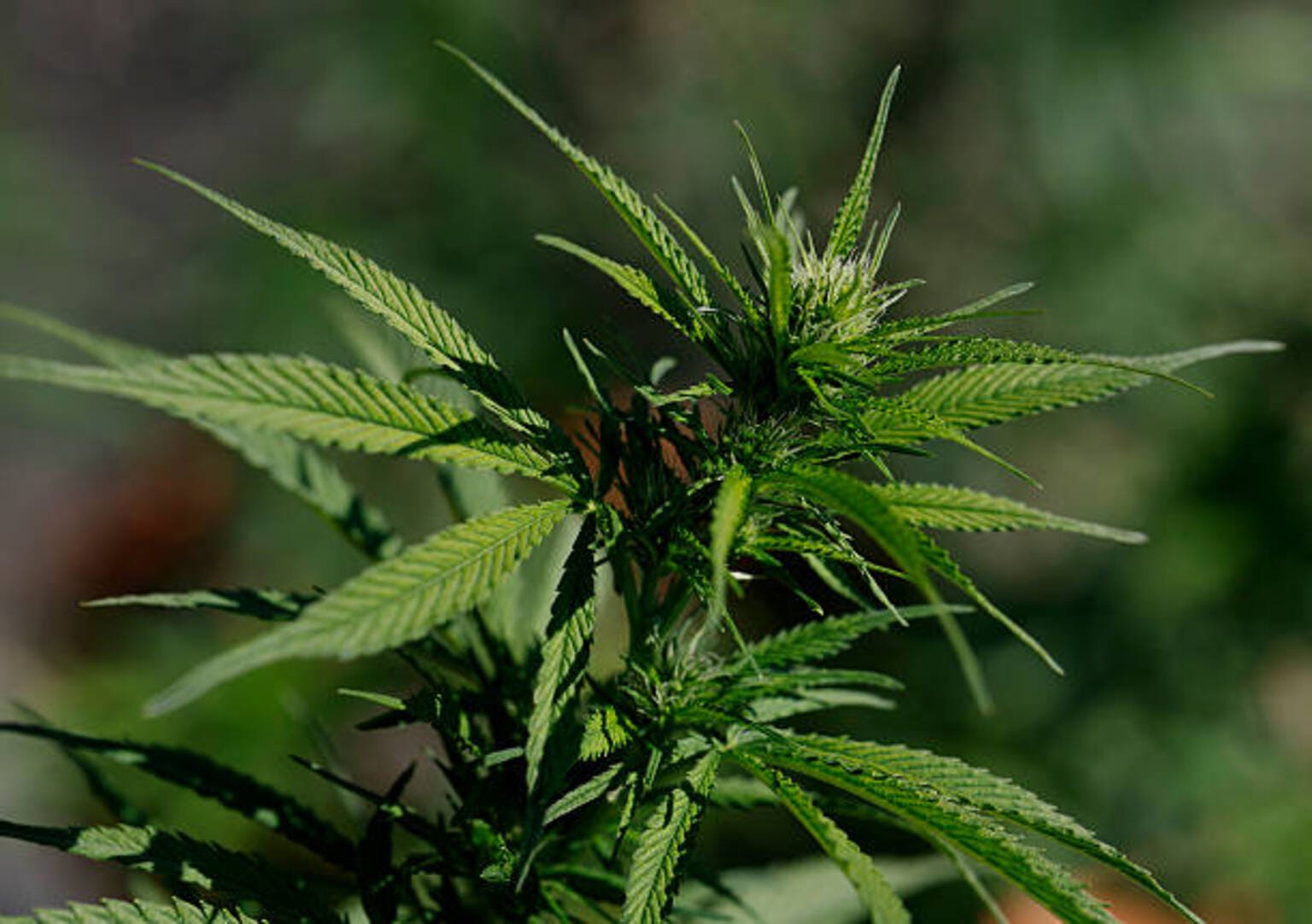 Trump seeks finalization of marijuana rescheduling by January | Seeking ...