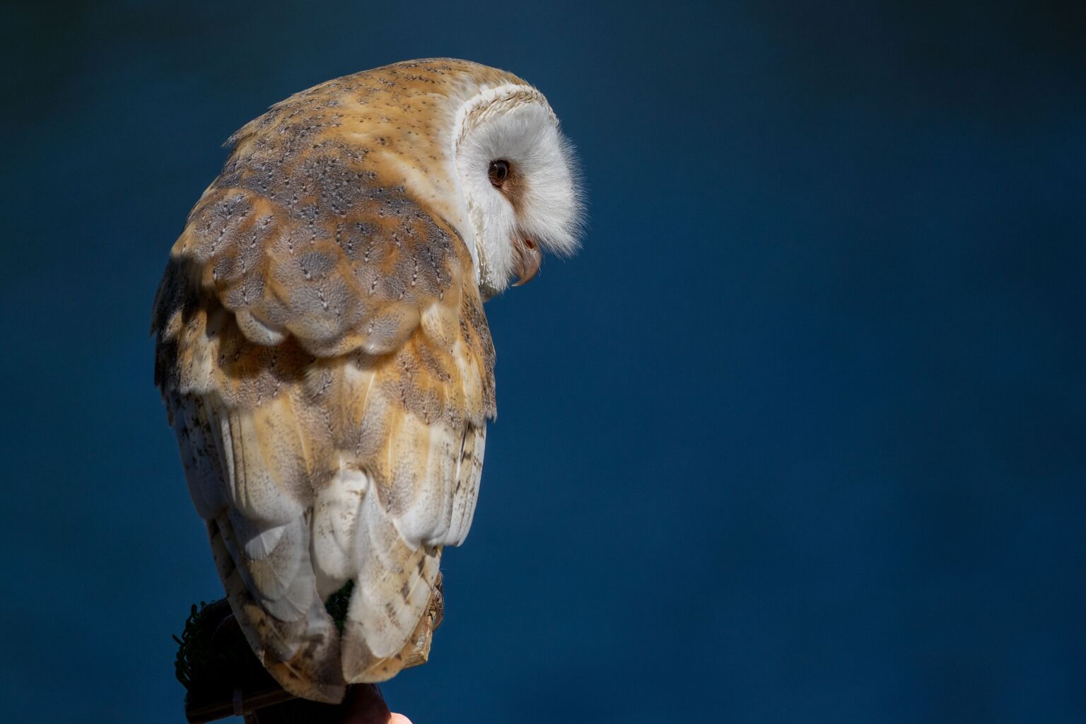 Blue Owl: Private Credit Concerns Make Me Wary (NYSE:OWL) | Seeking Alpha