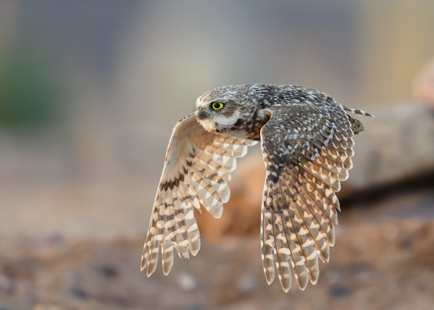 Blue Owl: 3 Bear Myths That Don't Hold Up (NYSE:OWL) | Seeking Alpha