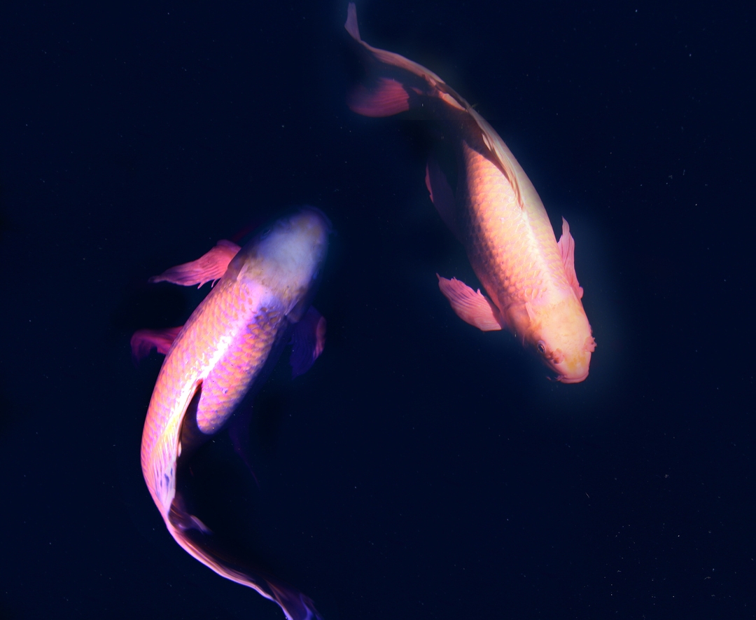 Is INTC The Next TSMC? (NYSE:TSM) | Seeking Alpha