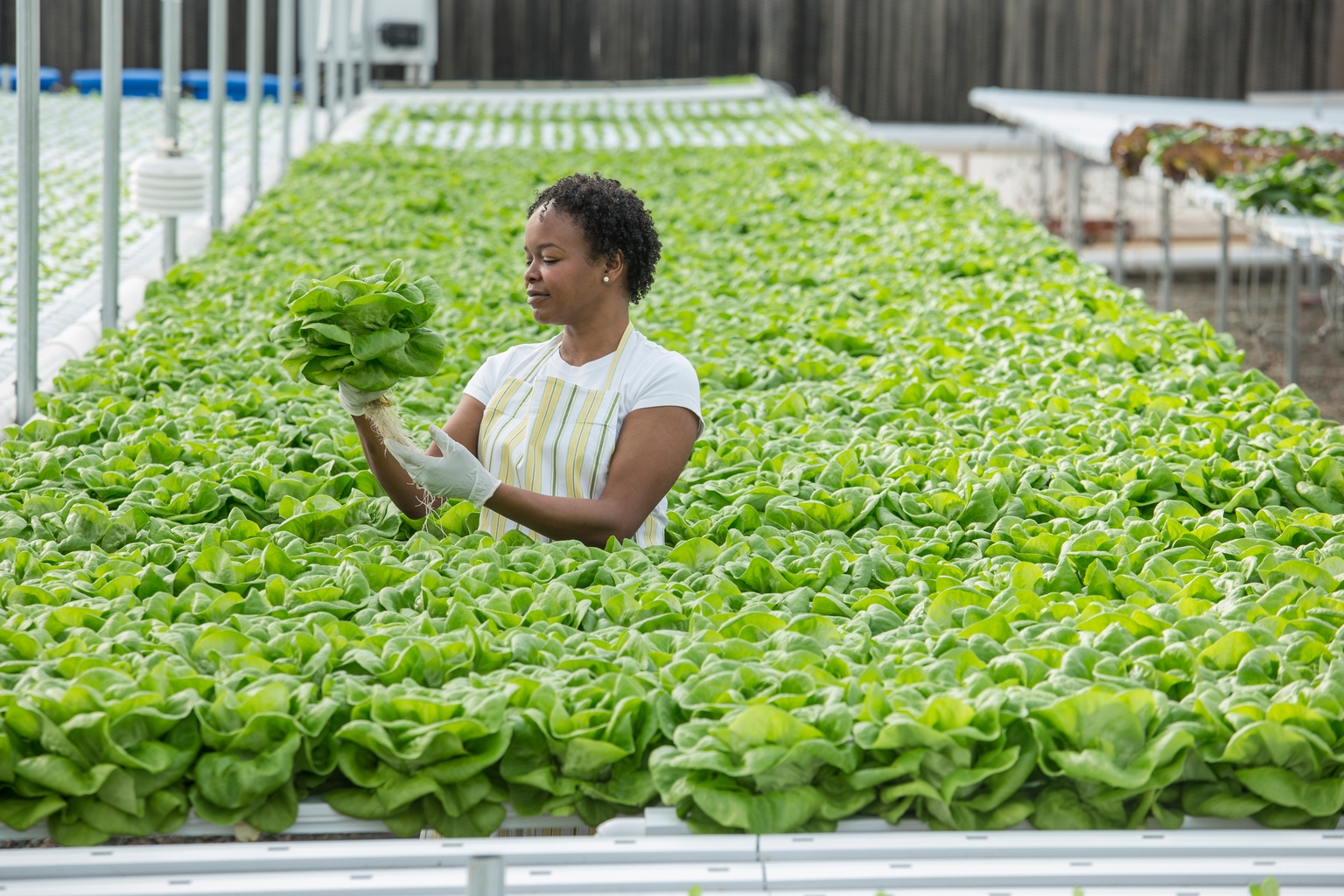 Hydrofarm Holdings (HYFM): Acquiring Value | Seeking Alpha